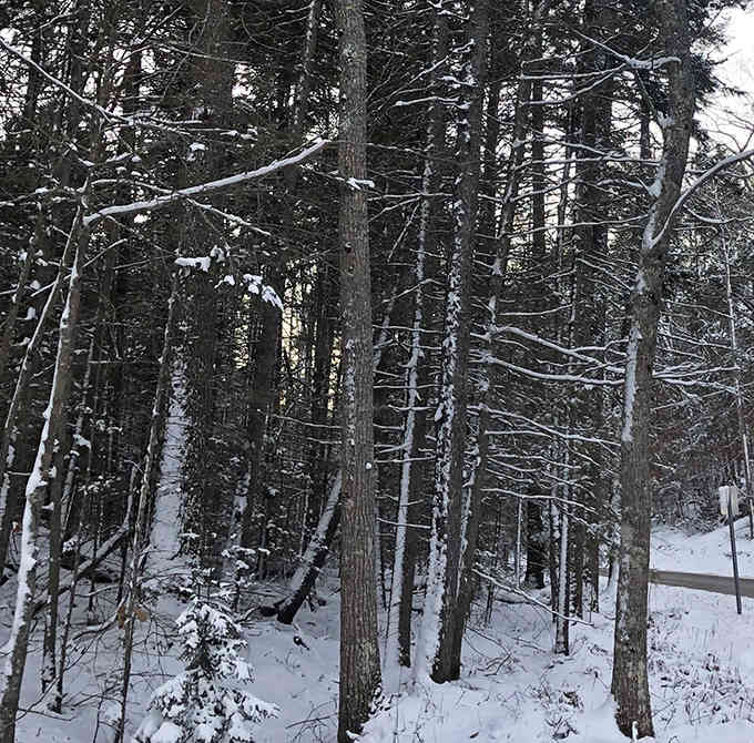 Winter transforms the woods into a scene so peaceful, even your inner stress monster takes a snow day.
