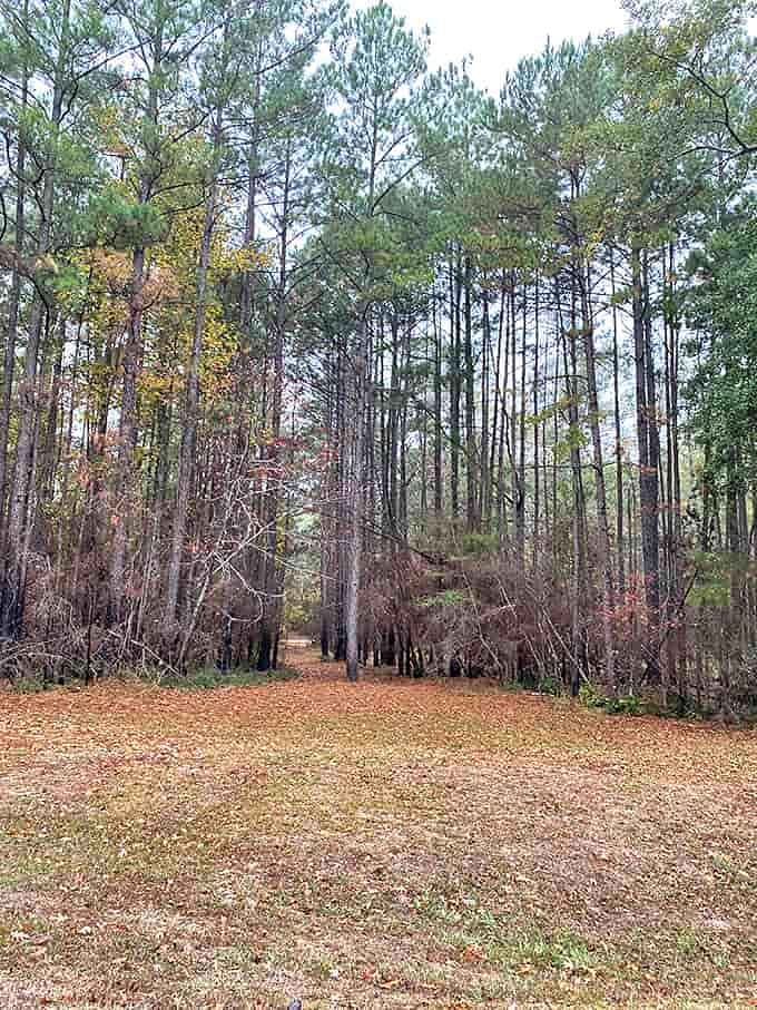 Autumn leaves carpet this serene forest trail. The kind of path that turns "Are we there yet?" into "Can we stay longer?"