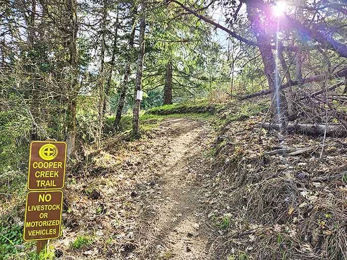 Cooper Creek Trail invites hikers to discover forest secrets at their own pace. Nature's version of "choose your own adventure."