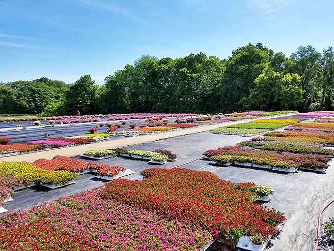 Danville Gardens explodes with color like a painter's palette, proving that beauty blooms abundantly in this affordable retirement haven.