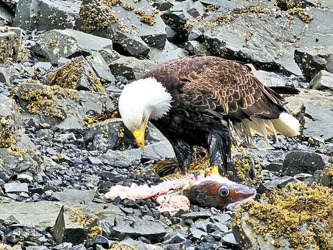 Dinner and a show, eagle-style. This majestic bird demonstrates why DoorDash will never replace the original food delivery system.