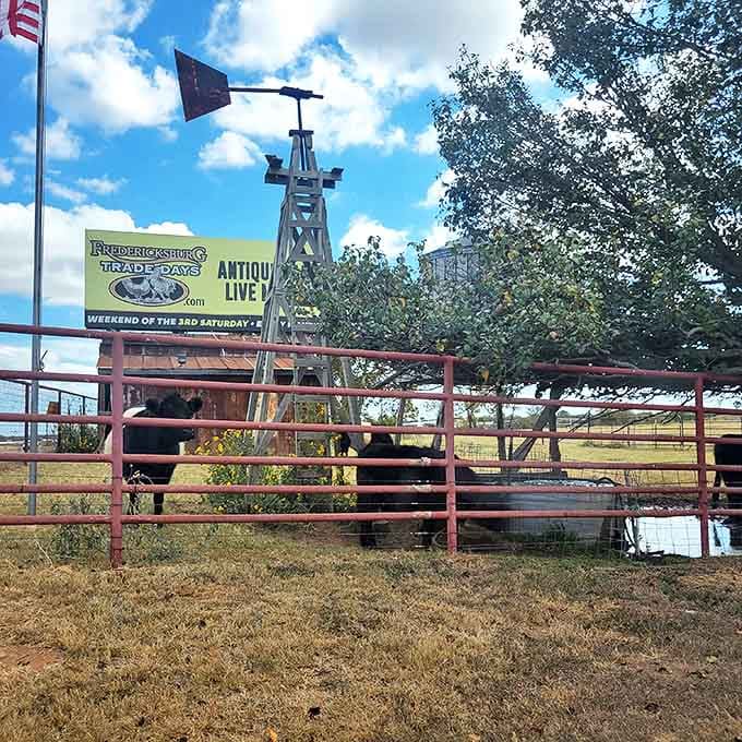 Even the livestock gets in on the action, posing perfectly beside the iconic windmill and Trade Days sign.