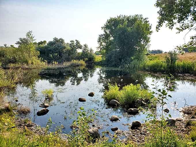 Quiet wetlands harbor secrets only patient visitors discover. These secluded pockets of Spring Meadow offer sanctuary to wildlife and humans alike.