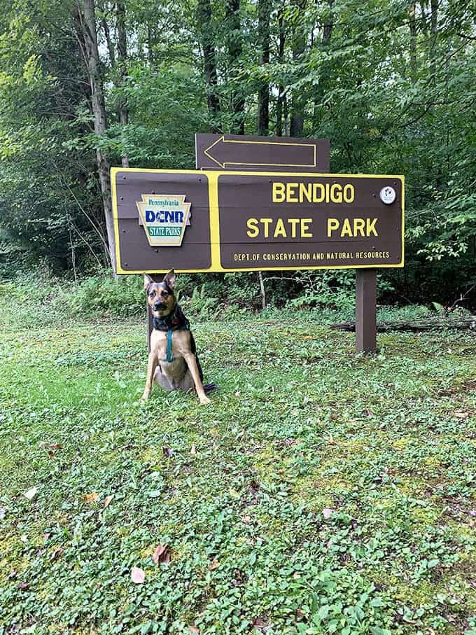 Even the dogs appreciate Bendigo's charm&mdash;this four-legged visitor clearly giving the park his enthusiastic paw of approval.