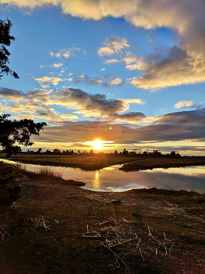 The day's grand finale paints the marsh in impossible golds and ambers, a sunset so perfect it makes smartphone cameras feel wholly inadequate.