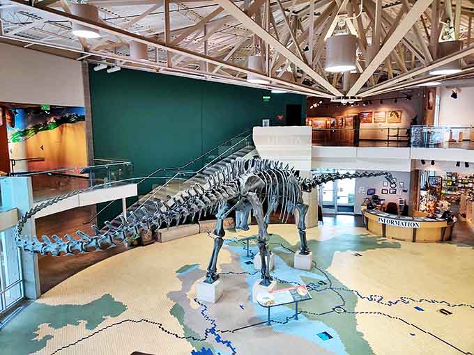 Not your average museum centerpiece! This impressive dinosaur skeleton stands guard in the Utah Field House, silently telling tales from millions of years ago.