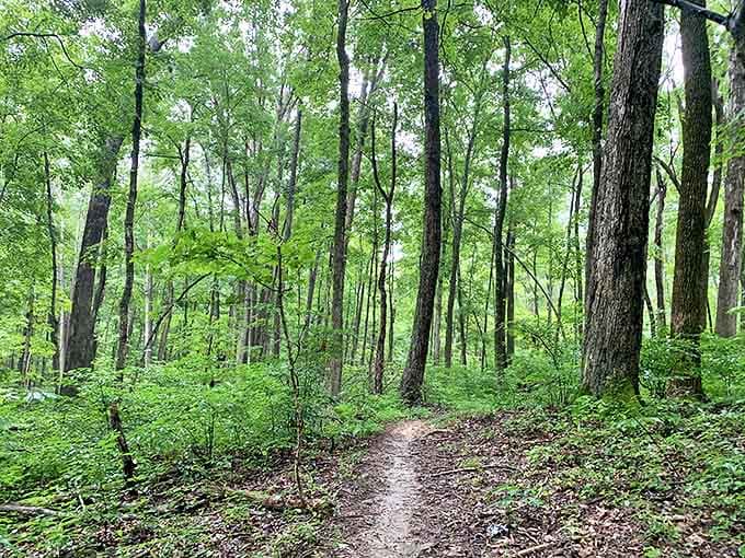 Nature's hallway invites you deeper into the woods. No GPS needed&mdash;just follow where your curiosity leads.