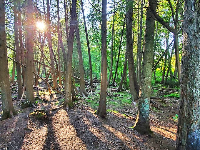 Sunlight filters through the forest canopy, creating nature's own light show. No special effects budget required.