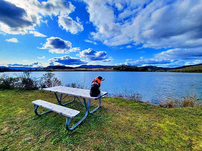 At Ford's Pond, even the dogs seem to appreciate the postcard-worthy views. Nature's therapy session, no appointment needed.