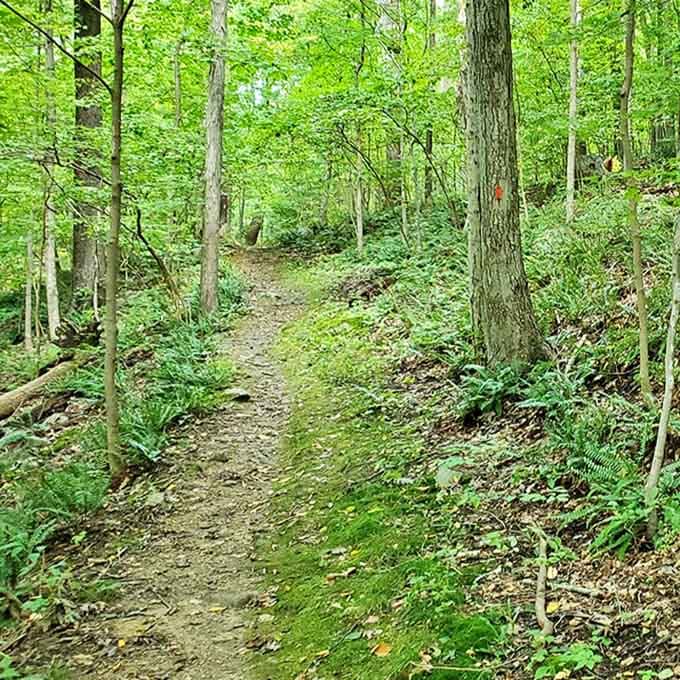 Nature's hallways beckon with a path that practically whispers, "Follow me to somewhere wonderful." No GPS required&mdash;just curiosity and comfortable shoes.