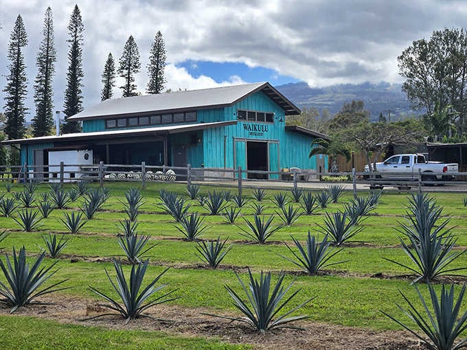 Waikulu Distillery's turquoise barn and rows of agave plants showcase upcountry Maui's agricultural innovation against a misty mountain backdrop.