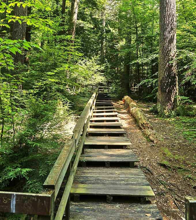 These wooden steps don't just lead through the forest&mdash;they're an invitation to adventure, each plank a step closer to natural wonders.