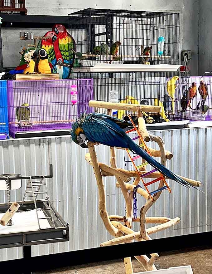 The exotic pet section brings tropical flair to Texas. These colorful feathered residents are the unofficial greeters&mdash;and the only ones not negotiating prices.