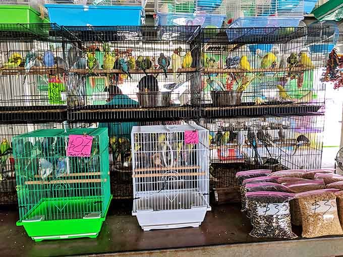 A feathered symphony in technicolor. These birds create more chatter than a church social after service, their melodies competing with market haggling.