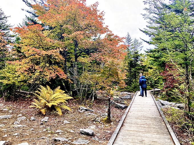 Where the forest invites you for a stroll on its wooden catwalk. No fancy shoes required&mdash;just bring your sense of wonder.