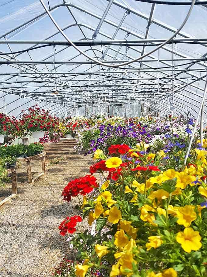 Nature's color palette explodes in this greenhouse sanctuary. Even those with notorious black thumbs might be inspired to garden again.