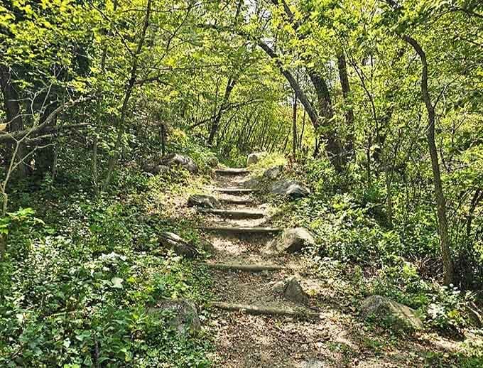 Nature's staircase invites exploration through a verdant tunnel of leaves. The destination? That's between you and the forest.