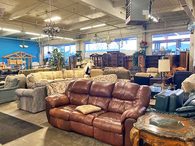 The furniture forest stretches before you &ndash; a safari of sofas where the hunting is easy and the prices won't bite.