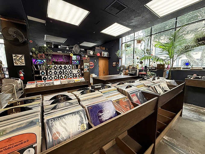 Vinyl heaven for analog souls. In a digital world, there's something rebelliously satisfying about music you can actually hold.