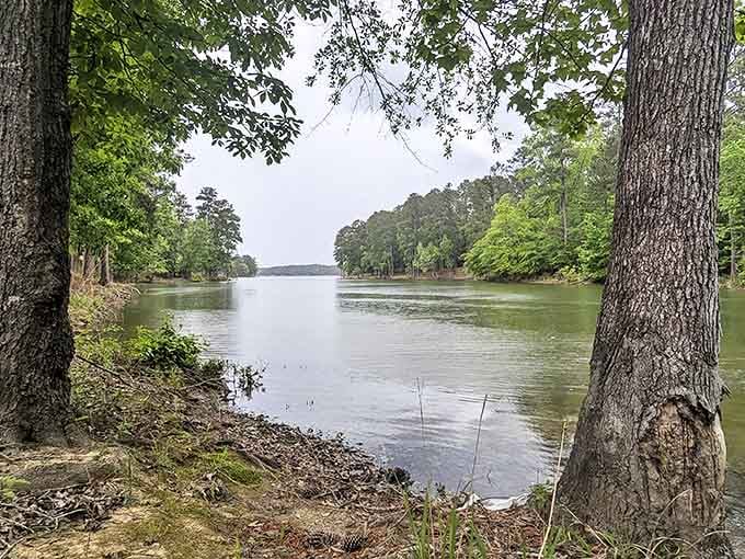 Through these trees flows a river of memories waiting to be made, framed by ancient trunks that have witnessed centuries of Georgia history.