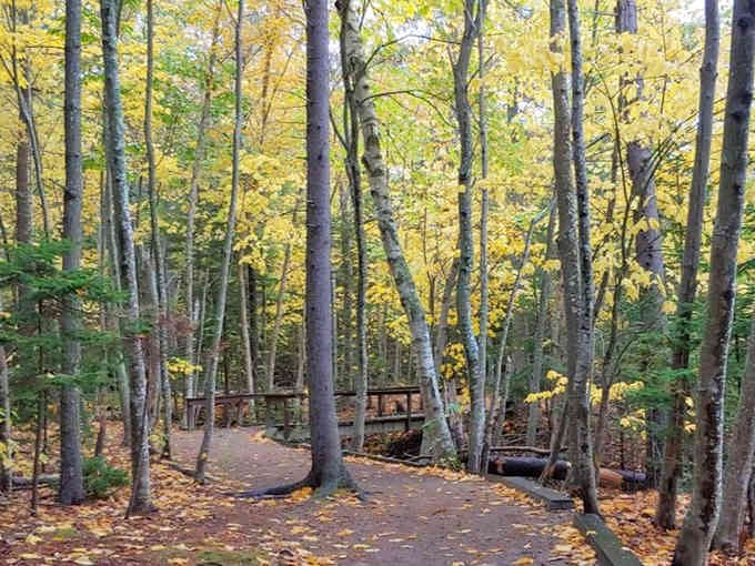 Forest paths that look like Bob Ross painted them during his happiest mood &ndash; nature's own wellness retreat awaits.