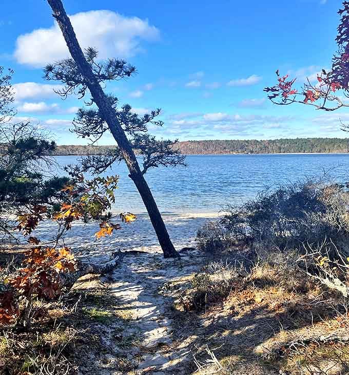 That leaning pine seems to say, "Come on in, the water's fine!" A quintessential Cape Cod moment that feels delightfully un-Cape-like.