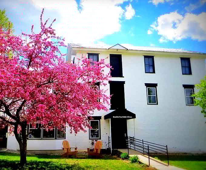 The Brandon Free Public Library blooms alongside a redbud tree, proving that both knowledge and nature flourish in this Vermont haven.