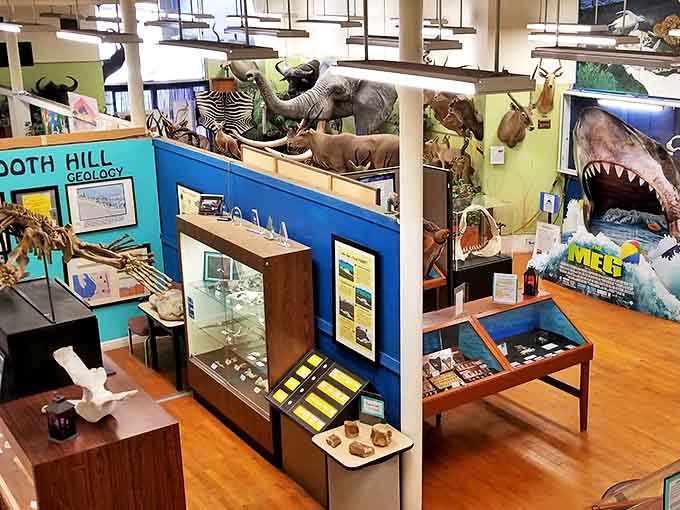 The Buena Vista Museum houses prehistoric treasures that make your collection of vintage TV Guides seem considerably less impressive by comparison.