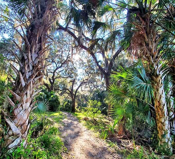 Nature's cathedral awaits on this sunlit trail, where palms and oaks create a quintessentially Floridian corridor of dappled light and shadow.