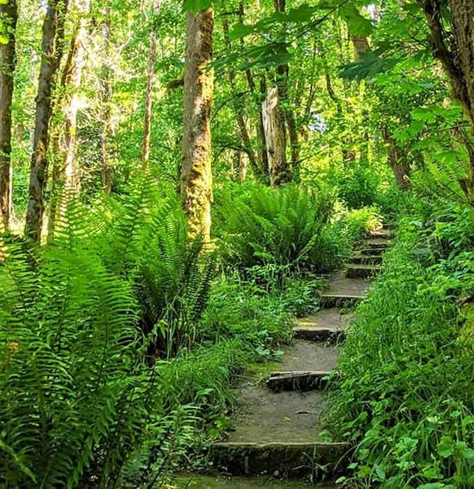 Nature reclaims its territory along Seminary Hill's lush trails, where sword ferns and maple trees create a green cathedral that beats any meditation app.