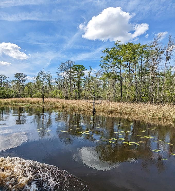 Nature reclaims its rightful throne at Waccamaw Wildlife Refuge, where cypress-dotted waters mirror skies so blue they'd make Sinatra jealous.