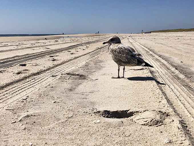 This seagull isn't lost&mdash;he's the unofficial welcoming committee, standing proudly on his beach highway while contemplating his next snack-stealing mission.