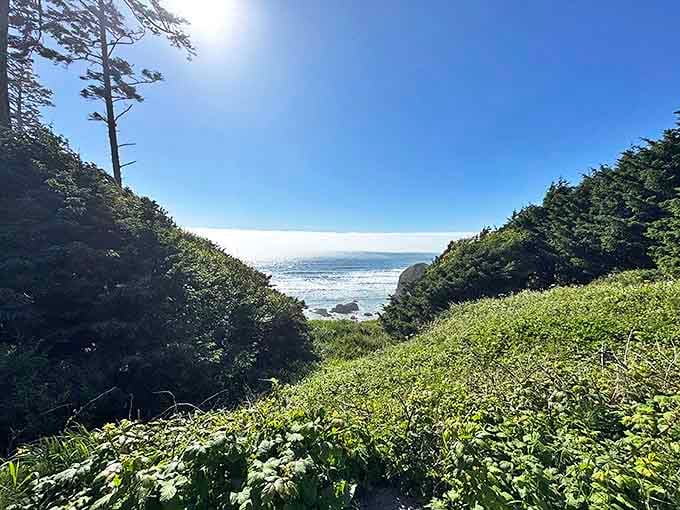 The path less traveled reveals its reward. Sunlight dances through towering spruces as the trail opens to a breathtaking Pacific vista that no Instagram filter could improve.