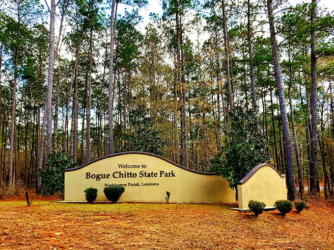 First impressions matter! The welcoming entrance sign stands like nature's version of a red carpet, inviting you into Louisiana's best-kept secret.