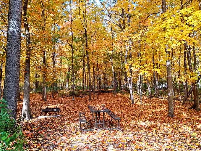 Fall's golden confetti blankets this picnic area, transforming an ordinary lunch spot into a scene worthy of a calendar photo or desktop background.