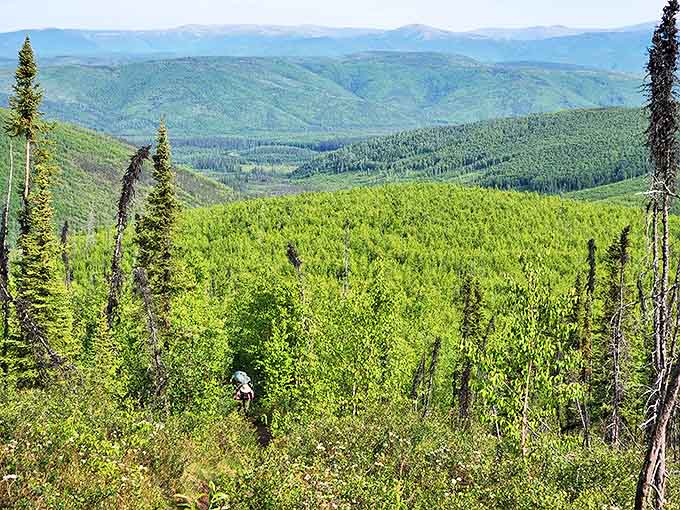Fifty shades of green stretch to the horizon, proving Alaska doesn't need ocean beaches to take your breath away.