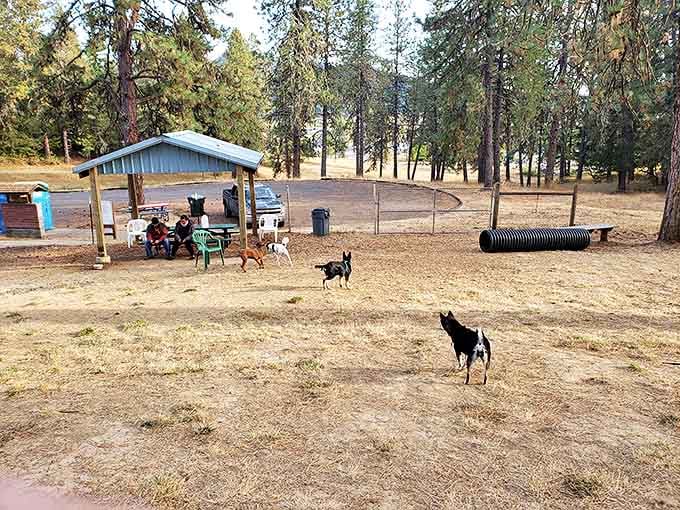The local dog park: where Sutherlin's four-legged residents hold their daily social hour while humans pretend they're in charge.