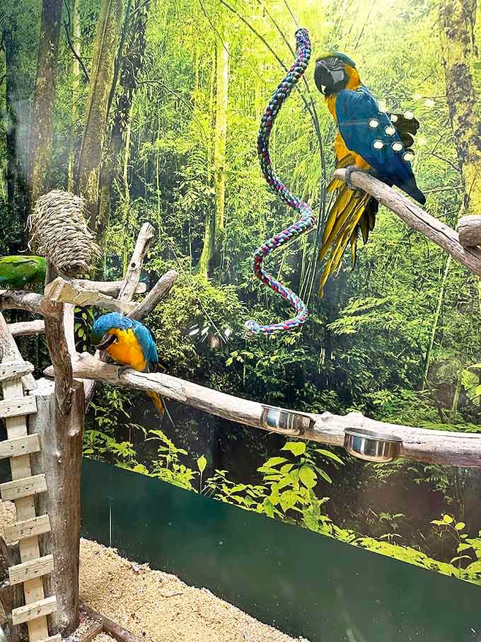 Who knew Pandemonium included an aviary? These colorful macaws add a splash of tropical wonder to your treasure hunting expedition.