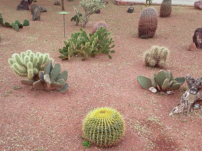 Arizona's desert garden showcases nature's most resilient characters. These cacti have perfected the art of thriving where others can't.