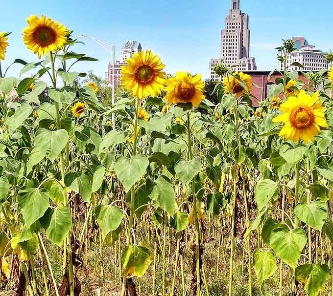 Sunflowers stand tall against Providence's urban backdrop. Nature and architecture in perfect harmony&mdash;with a splash of red chair whimsy.