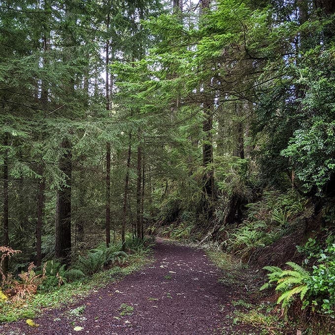 The forest trail beckons with dappled sunlight filtering through ancient evergreens &ndash; like walking through a living cathedral where moss is the stained glass.