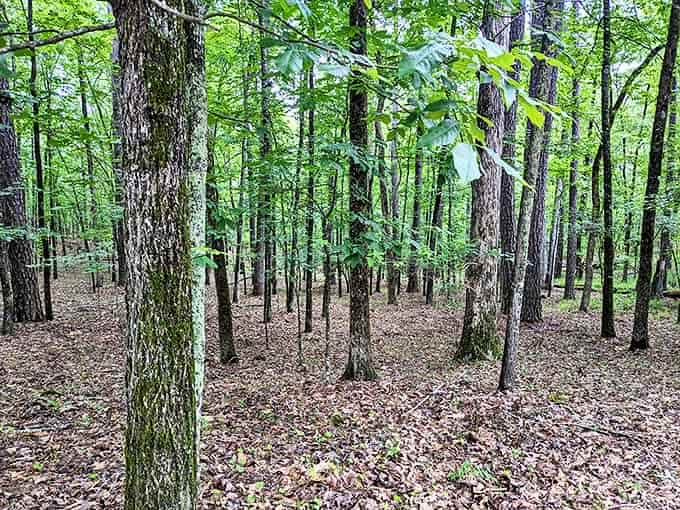 Wandering through these woods feels like stepping into a fairy tale&mdash;minus the questionable wolves and gingerbread houses with suspicious owners.
