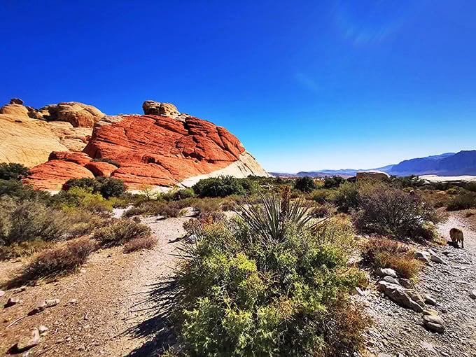 Red Rock Canyon's crimson cliffs make the perfect backdrop for contemplating life's big questions or just your next Instagram post.
