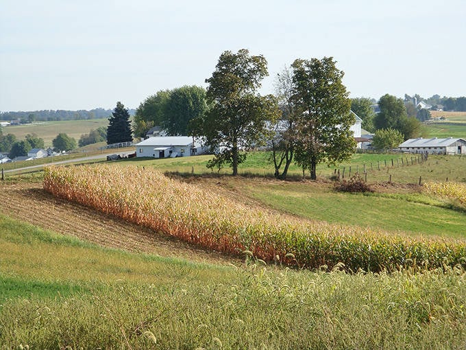 Golden autumn corn fields stretch across rolling hills near Millersburg, creating a perfect patchwork of Ohio farmland beauty.