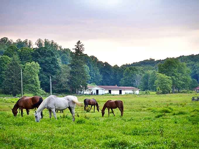 Horses grazing in Minerva's peaceful meadows paint the perfect picture of the rural tranquility awaiting budget-conscious retirees.