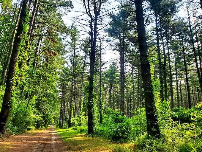 Blackbird State Forest's towering pines create nature's cathedral &ndash; a place where even dedicated urbanites might consider hugging a tree.