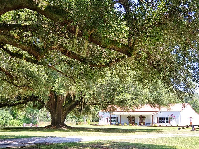Southern grandeur under Spanish moss. This classic farmhouse reminds us that gracious living doesn't require a seven-figure mortgage.