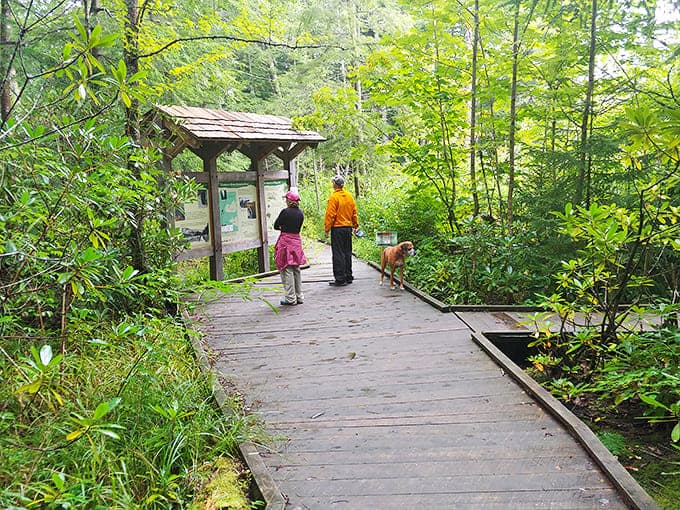 Nature's boardroom meeting&mdash;where ferns, wildflowers, and the occasional startled deer discuss their plans for photosynthesis domination.