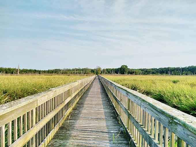Boardwalks through paradise. Port Norris offers front-row seats to nature's daily performance without the premium ticket price.