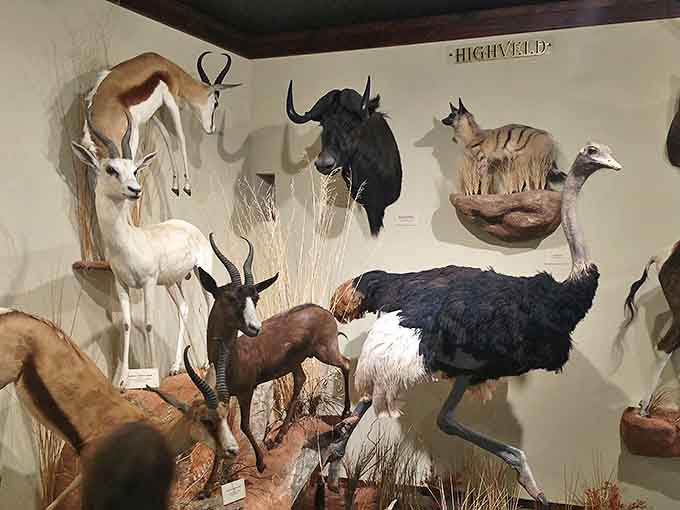 The museum's taxidermy collection showcases wildlife from around the world, because Montana appreciates nature even when it's standing perfectly still indoors.